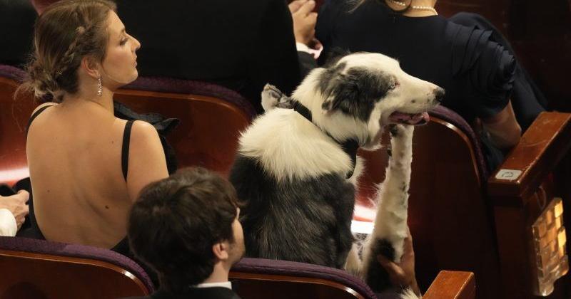 Messi the dog made it to the Oscars. Here's how the show pulled off his ...