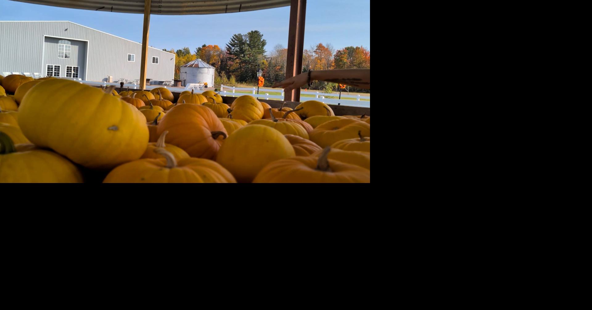 Pumpkins galore at Snowville Farms Pumpkin Festival | Local News ...