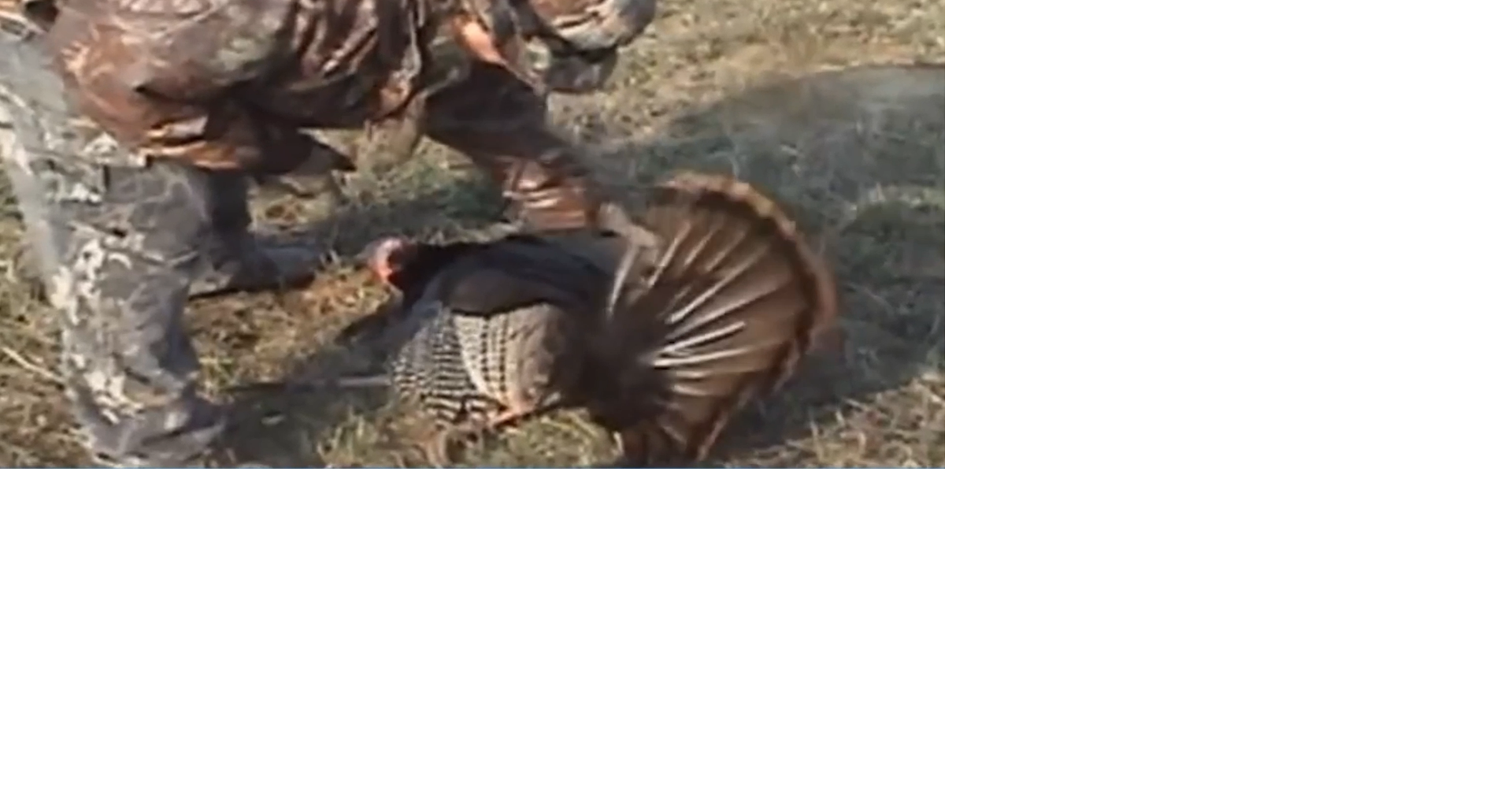 Spring Turkey season starts soon, harvest reports now mandatory | Local ...