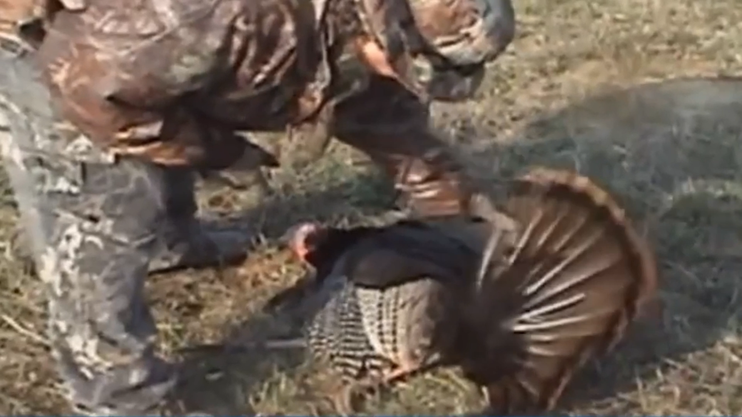 Spring Turkey season starts soon, harvest reports now mandatory | Local ...