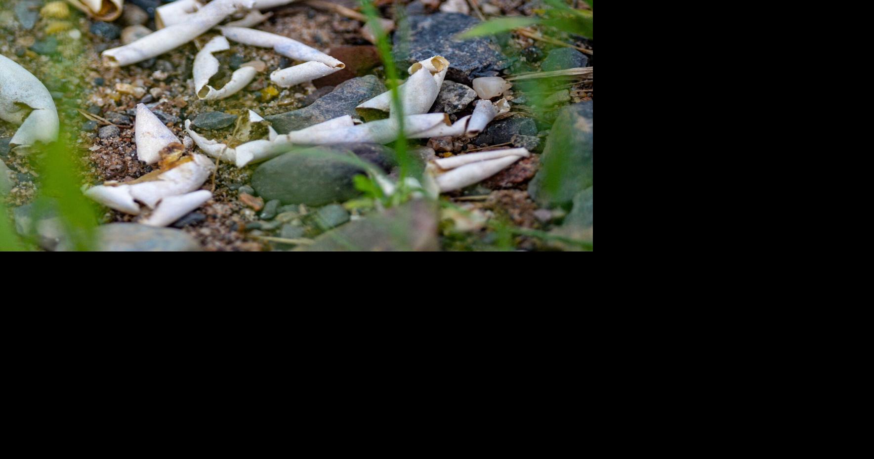 Brake for turtles, says DNR. It could save local populations | News ...
