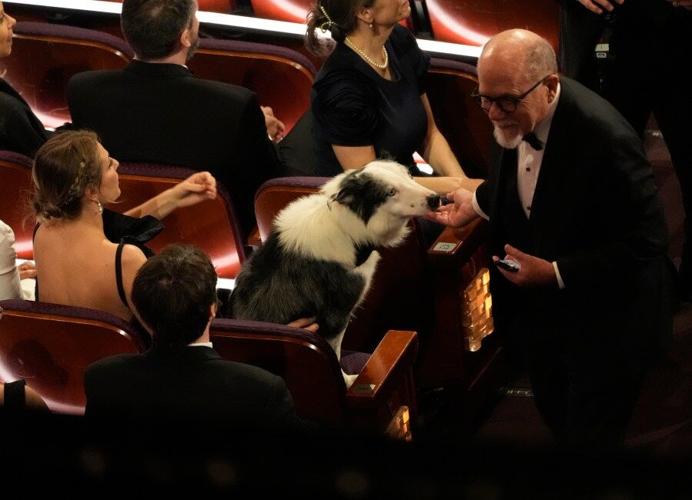 Messi the dog made it to the Oscars. Here's how the show pulled off his ...