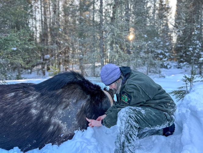 Up-close views of the DNR's moose study updates | News | myupnow.com