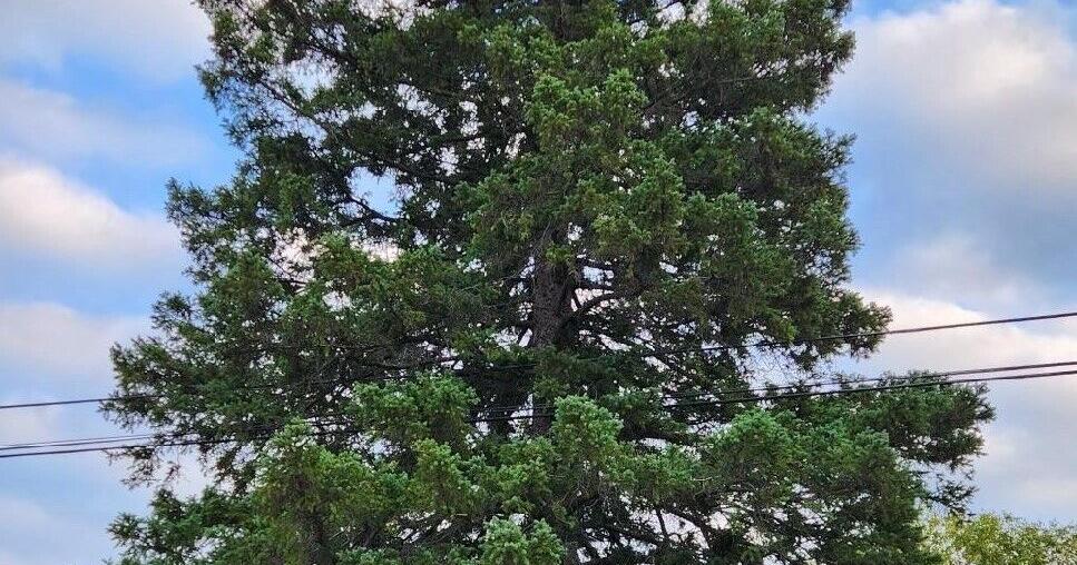 2023 Michigan State Christmas Tree | Community | myupnow.com