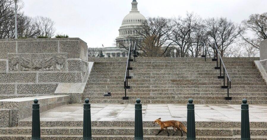 Fox captured after biting multiple people on Capitol Hill | | myupnow.com