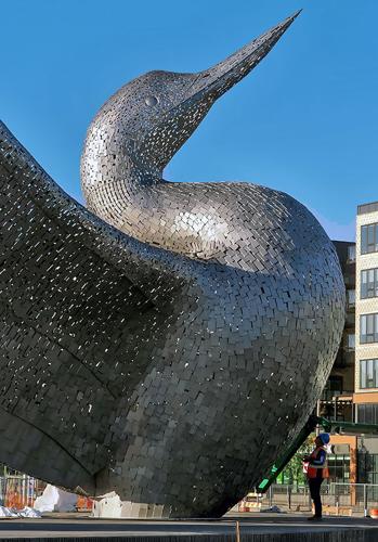 A loon alights in Midway | Multimedia | myvillager.com