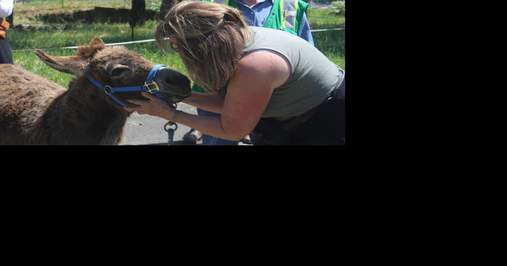 Donkeys that survived Glass Fire return to Deer Park | News ...