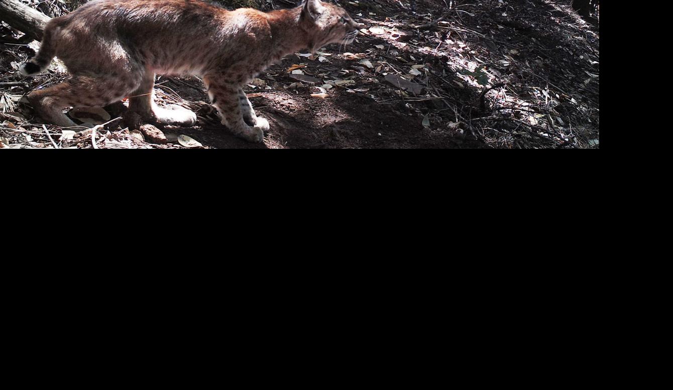 Remote cameras capture rare views of Napa County wildlife | Local News ...