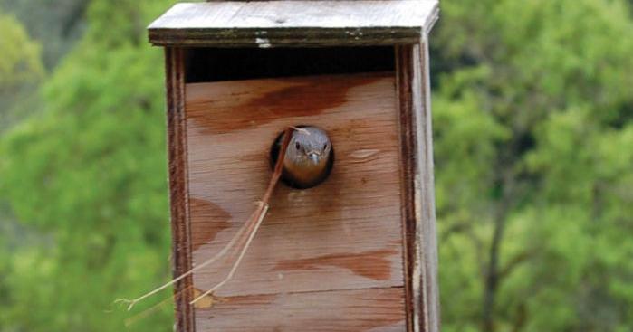 The natural helpers | Lifestyles | napavalleyregister.com