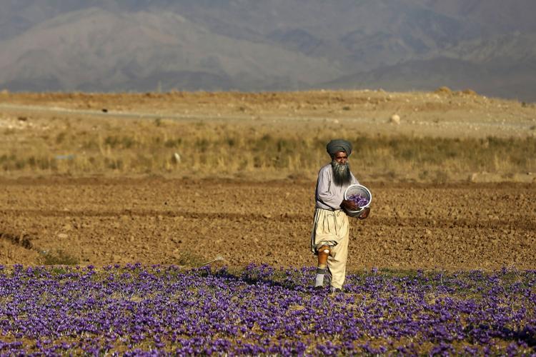 saffron fields iran