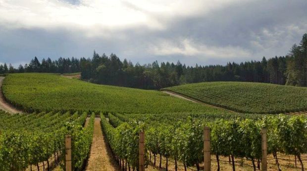 Aloft Wine leads Marc Mondavi to new vistas