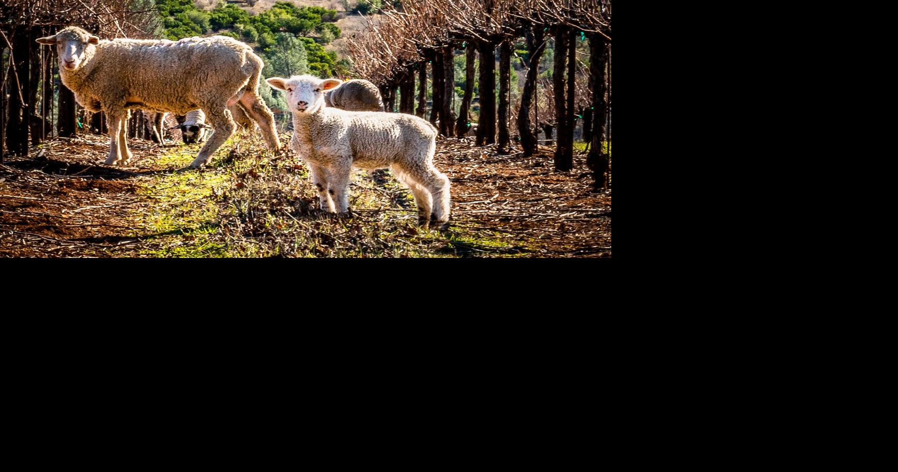 The Napa Valley Lamb Co. keeps the valley's vineyards in shape | Home ...