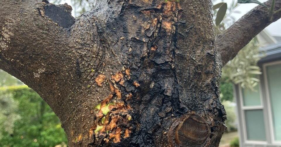 Bill Pramuk, Trees and People: Olive trees are sturdy but not cast iron ...