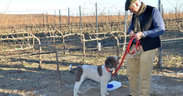 Trained truffle dogs sniff out the goods | News | napavalleyregister.com