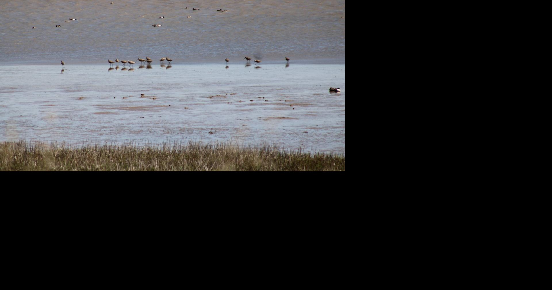 Wildlife habitat conservation finds a new voice in Napa | Columnists ...