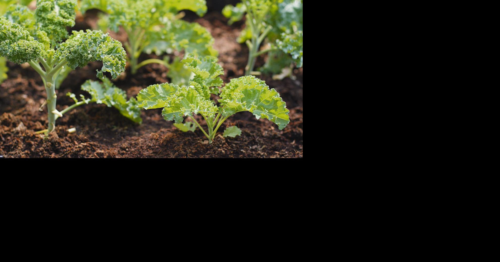 Napa County Master Gardeners: An ode to brassicas | Home & Gardening ...