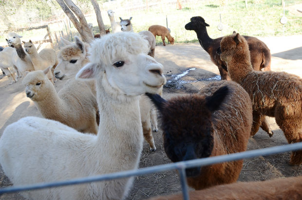 Alpaca ranch raises livestock with personalities
