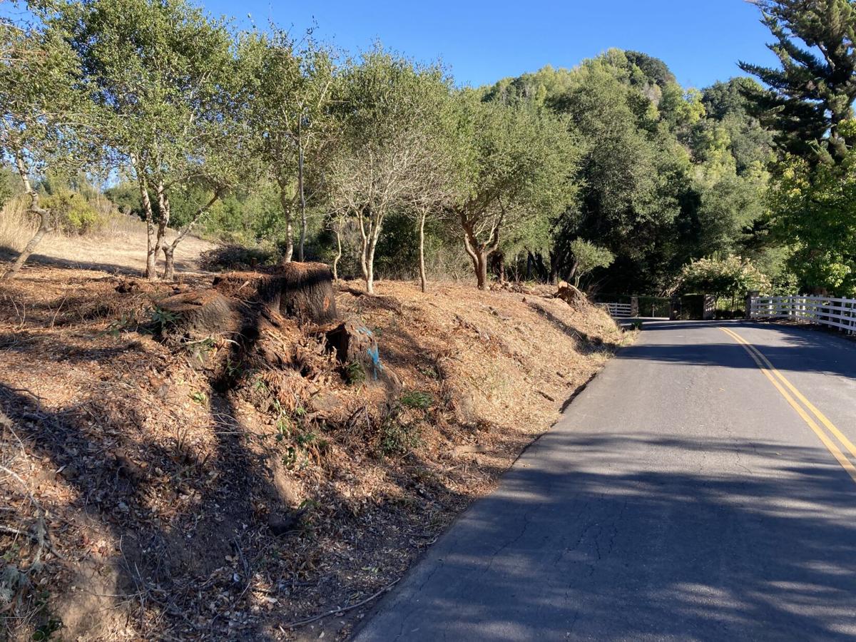 Kevin Courtney, Napa Journal: Taking the chainsaw to Partrick Road ...