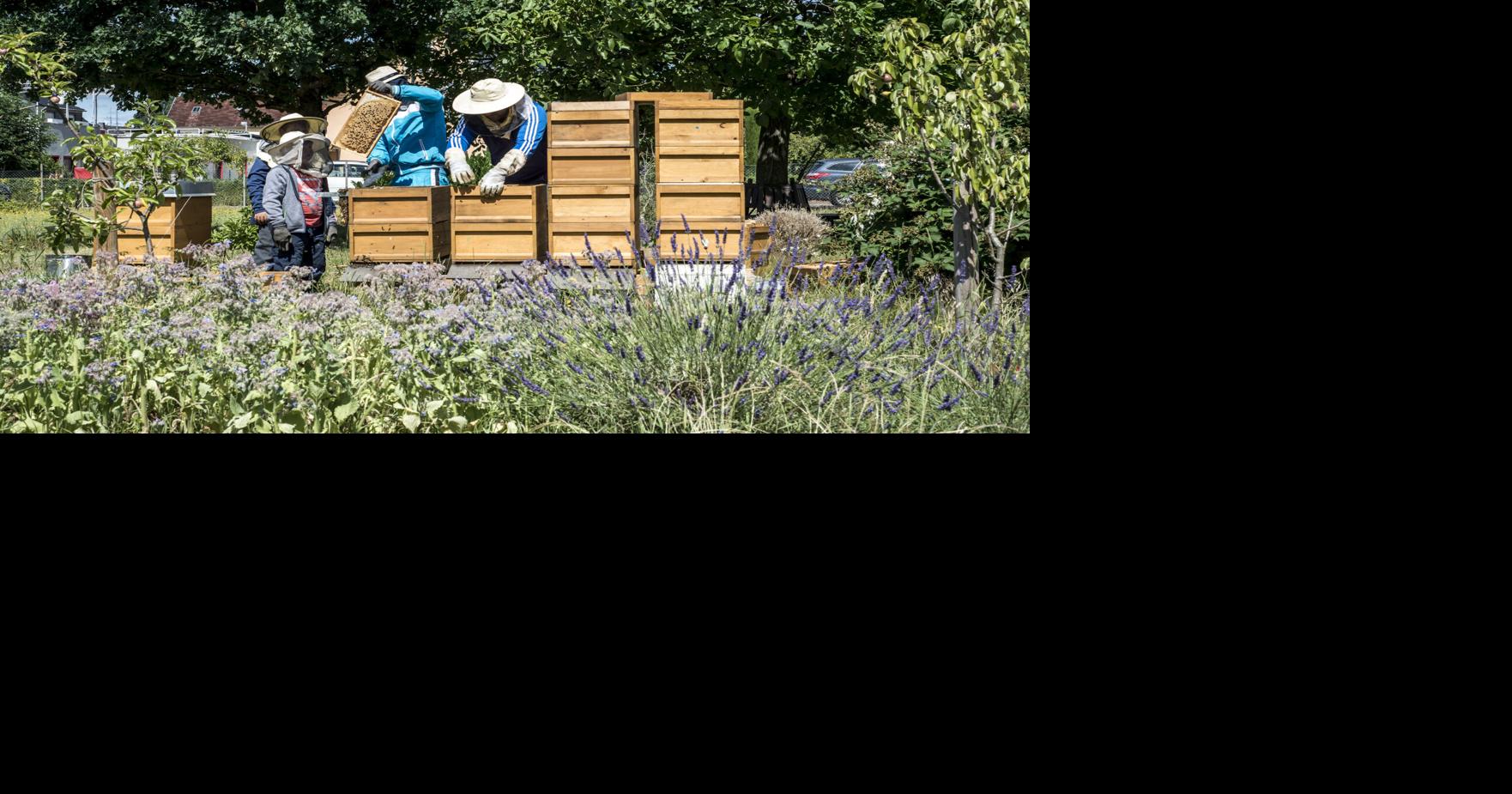 The Climate Connection: To bee or no to bee: How to help pollinators ...