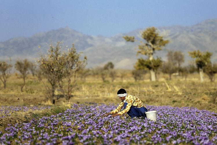 saffron fields iran