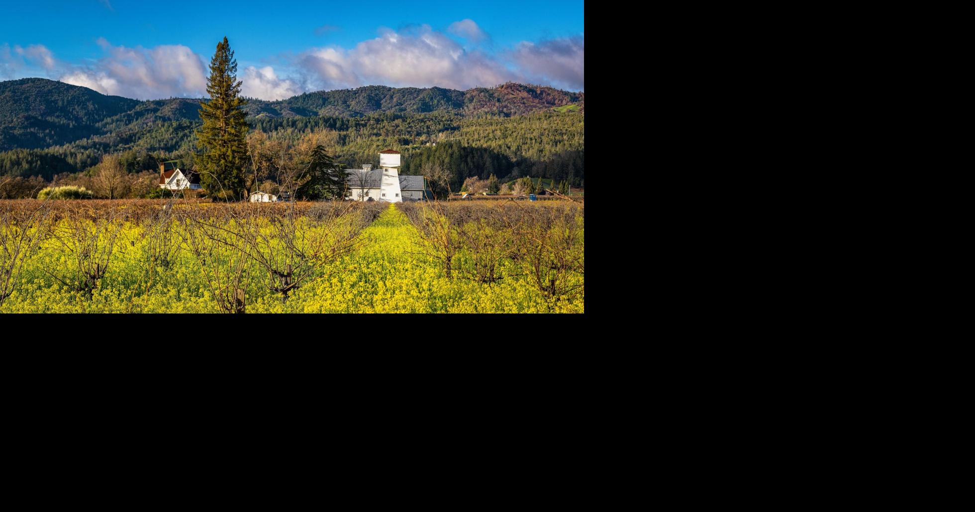 More on Mustard: Atlas Peak weekend celebrates mustard season | News ...