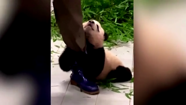 Watch Now: Viral video shows panda clinging to zookeeper's leg in South ...
