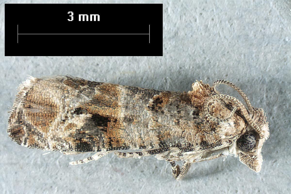 Napa poised to TKO the European grapevine moth