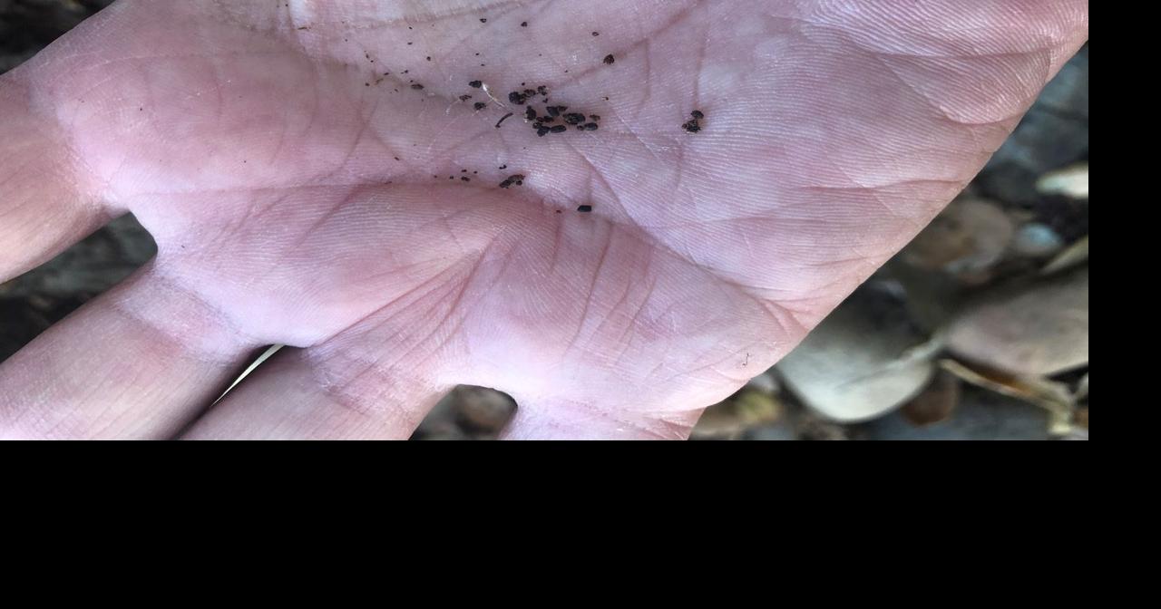 Bill Pramuk, Trees and People: A common oak pest turns lethal | Home ...