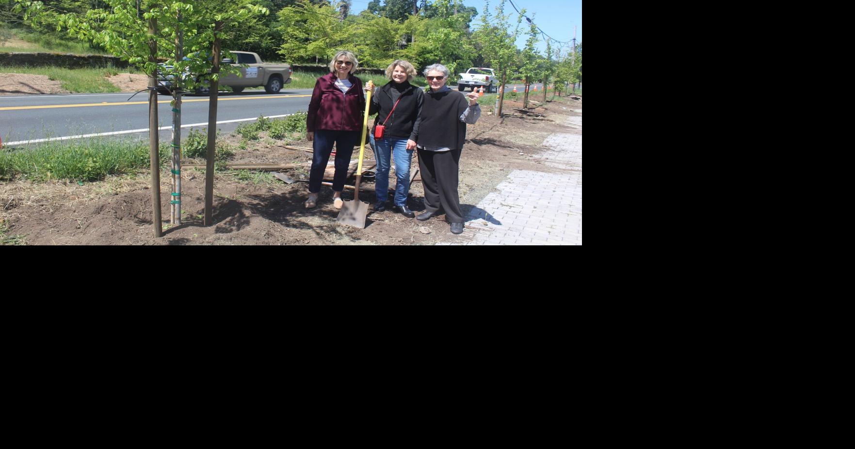 New trees planted in St. Helena’s Highway 29 elm tunnel | News ...
