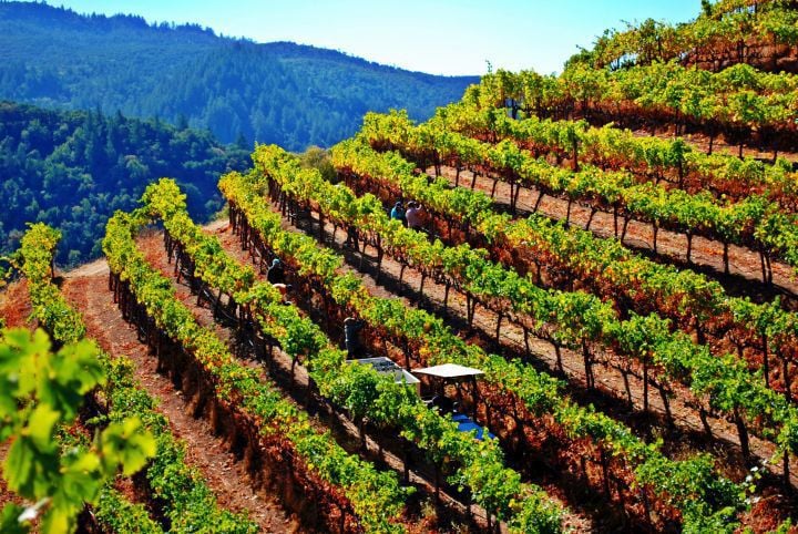 Immortal: a Sonoma Cabernet Sauvignon worth finding