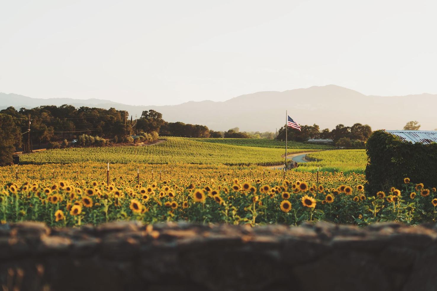 Field of sunflowers honors Napa Valley vintner Leslie Rudd