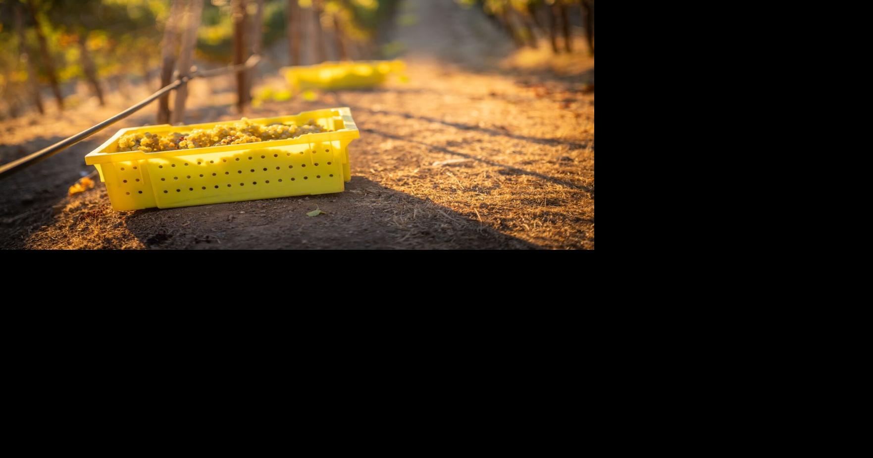 Napa Valley vines thrived this year despite intense heat | News ...