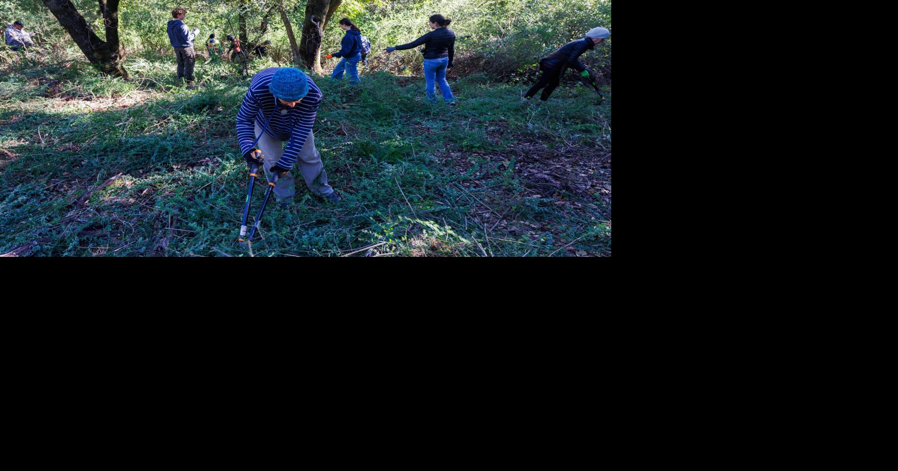 Napa County battle invasive plants, insects and creatures ...
