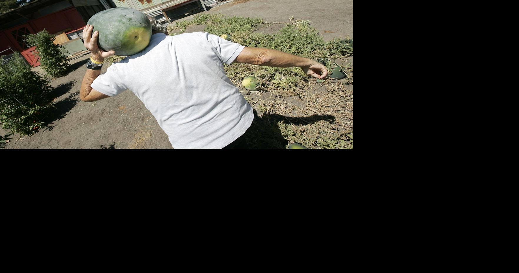 Growing 'waterless' watermelons | News | napavalleyregister.com