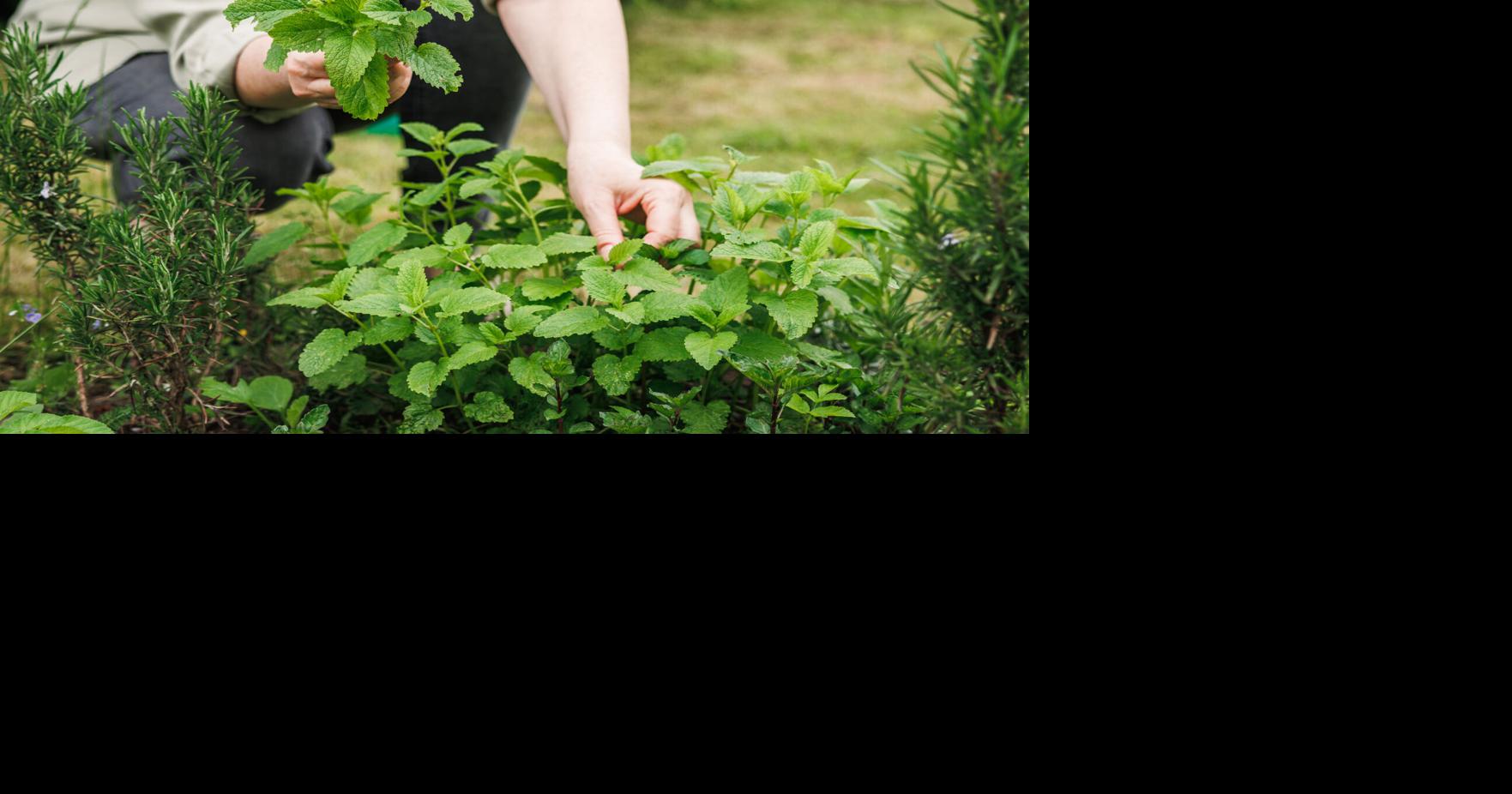 Napa County Master Gardeners: Lemon balm basics | Home & Gardening ...