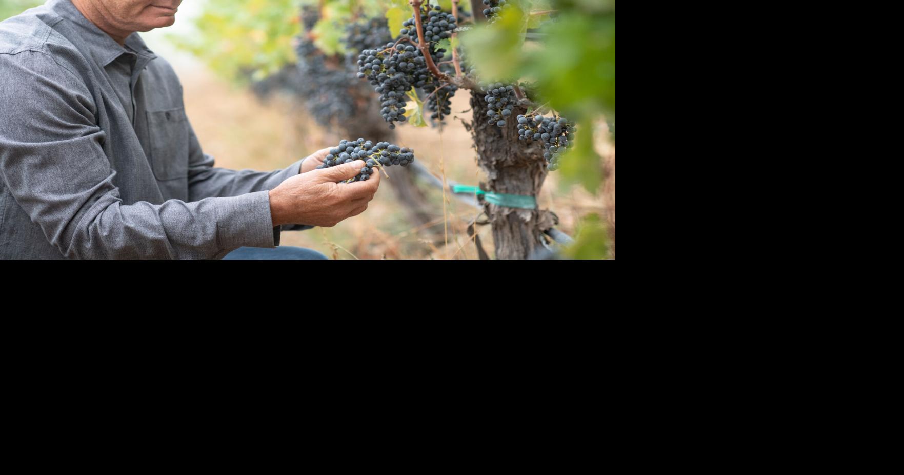 Napa: Mark Neal wears many hats in wine country | Business ...