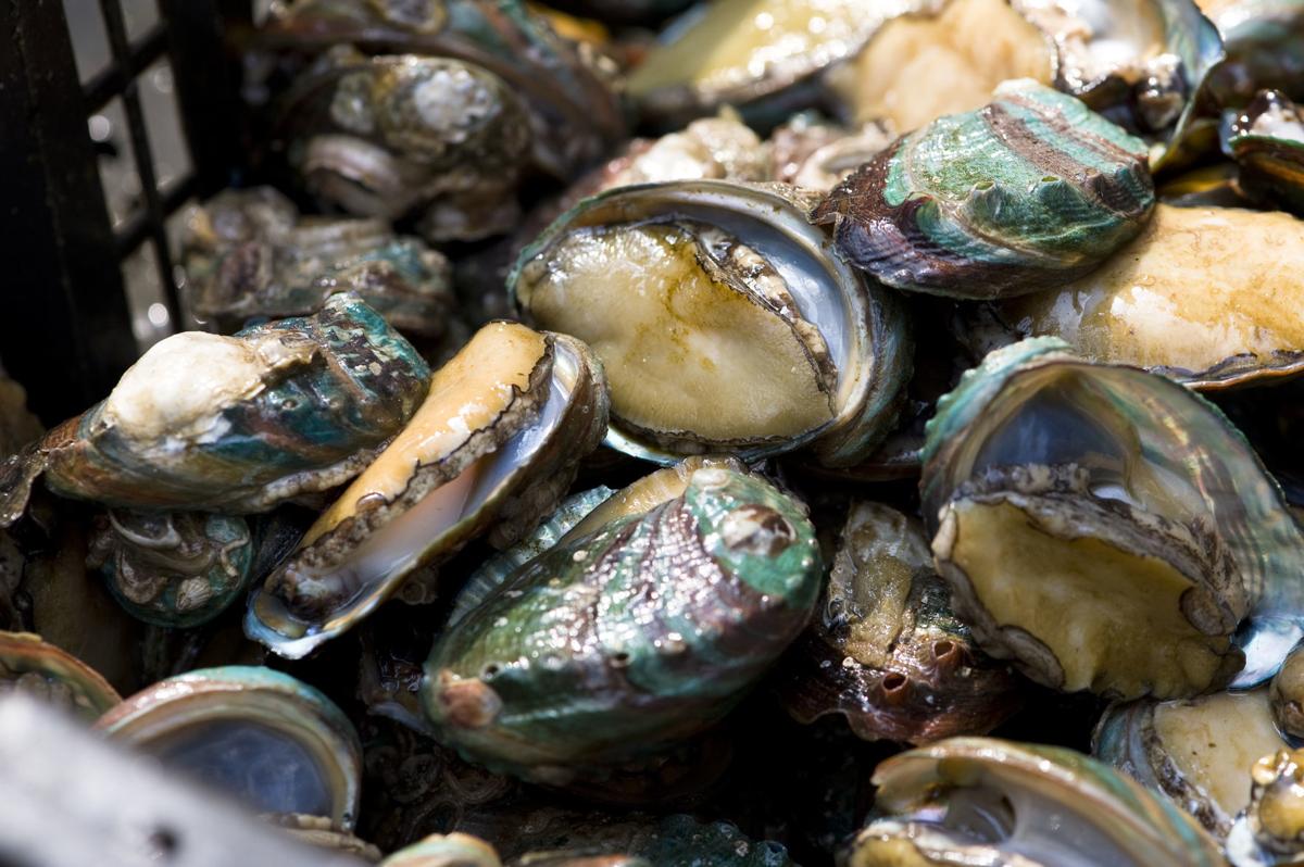 California Poised To Extend Abalone Fishing Ban Until 2021 california-poised-to-extend-abalone-fishing-ban-until-2021