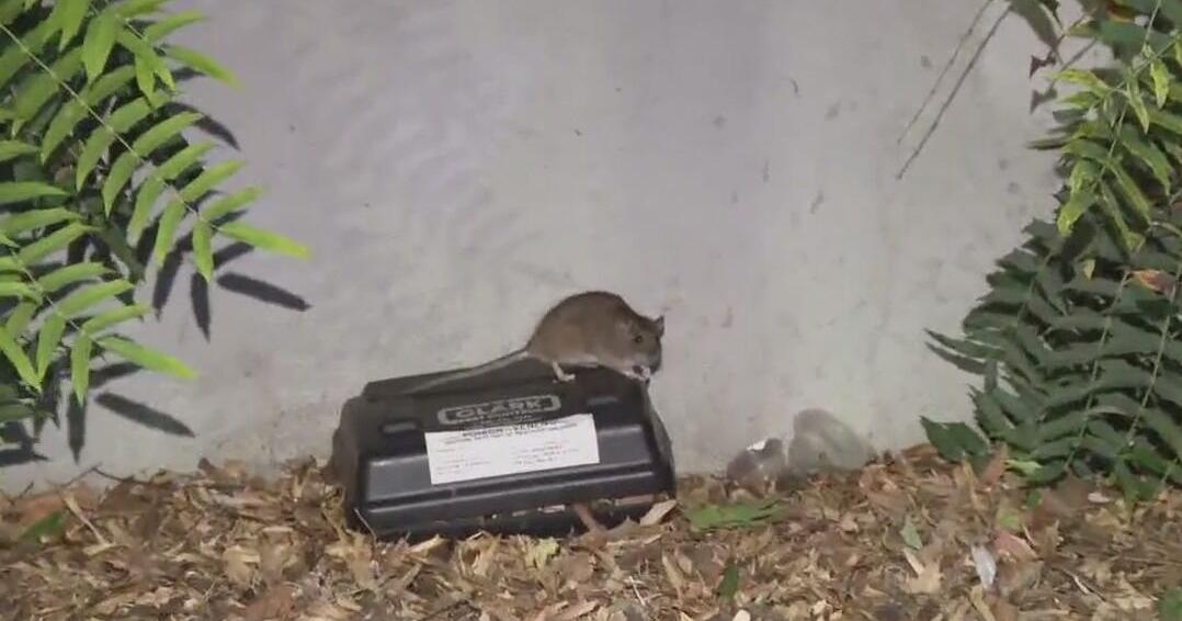 Rat infestation plagues Vallejo ferry terminal | Video ...