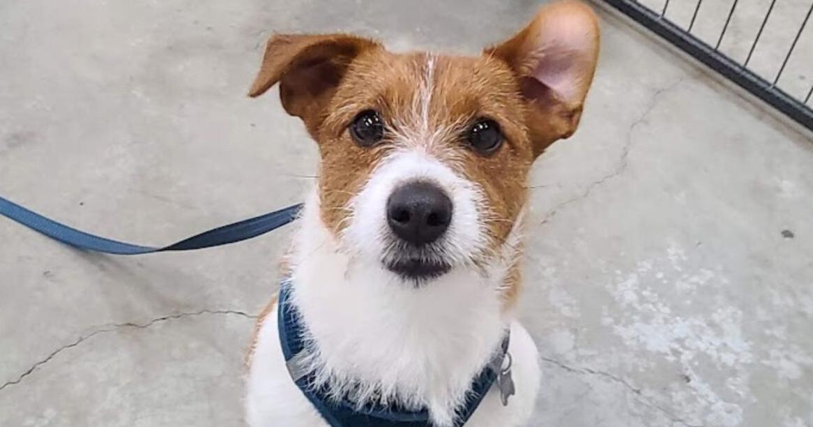 Napa Humane: Small changes that make a big difference for our pets ...