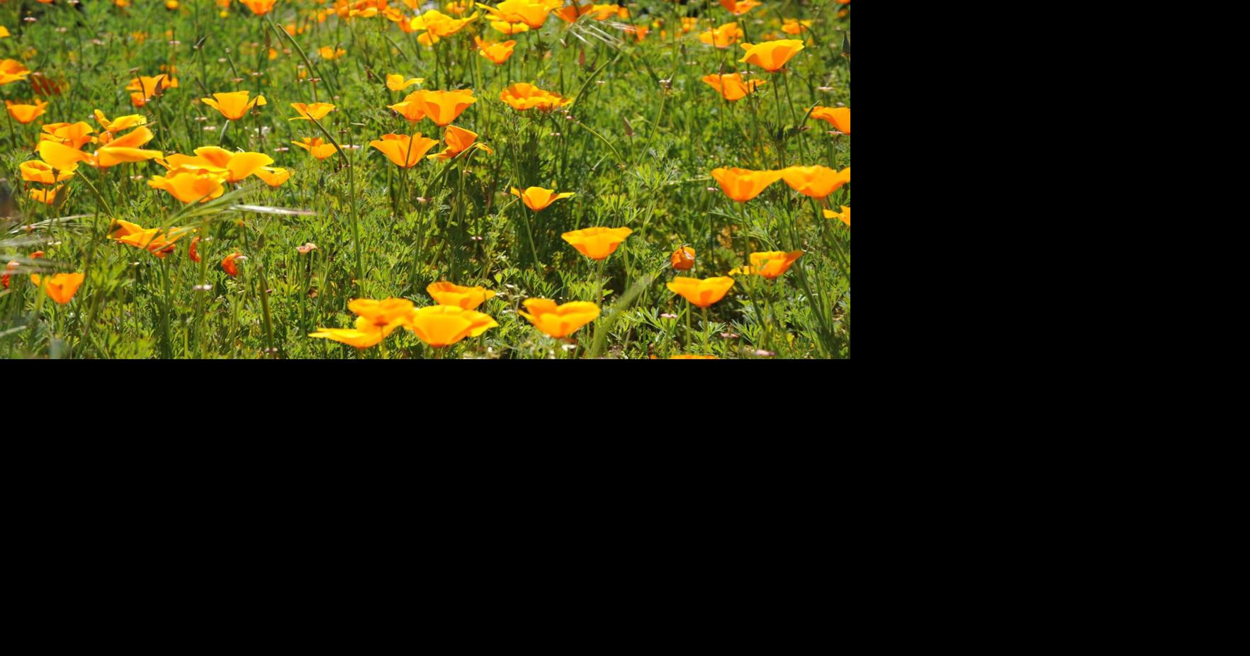 Spring flowers, trees explode with color in St. Helena this season