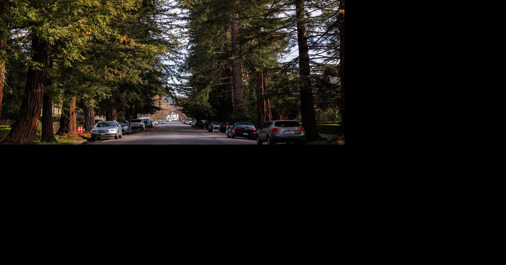 Towering landmark: Redwood trees of Napa's Franklin Street | News ...