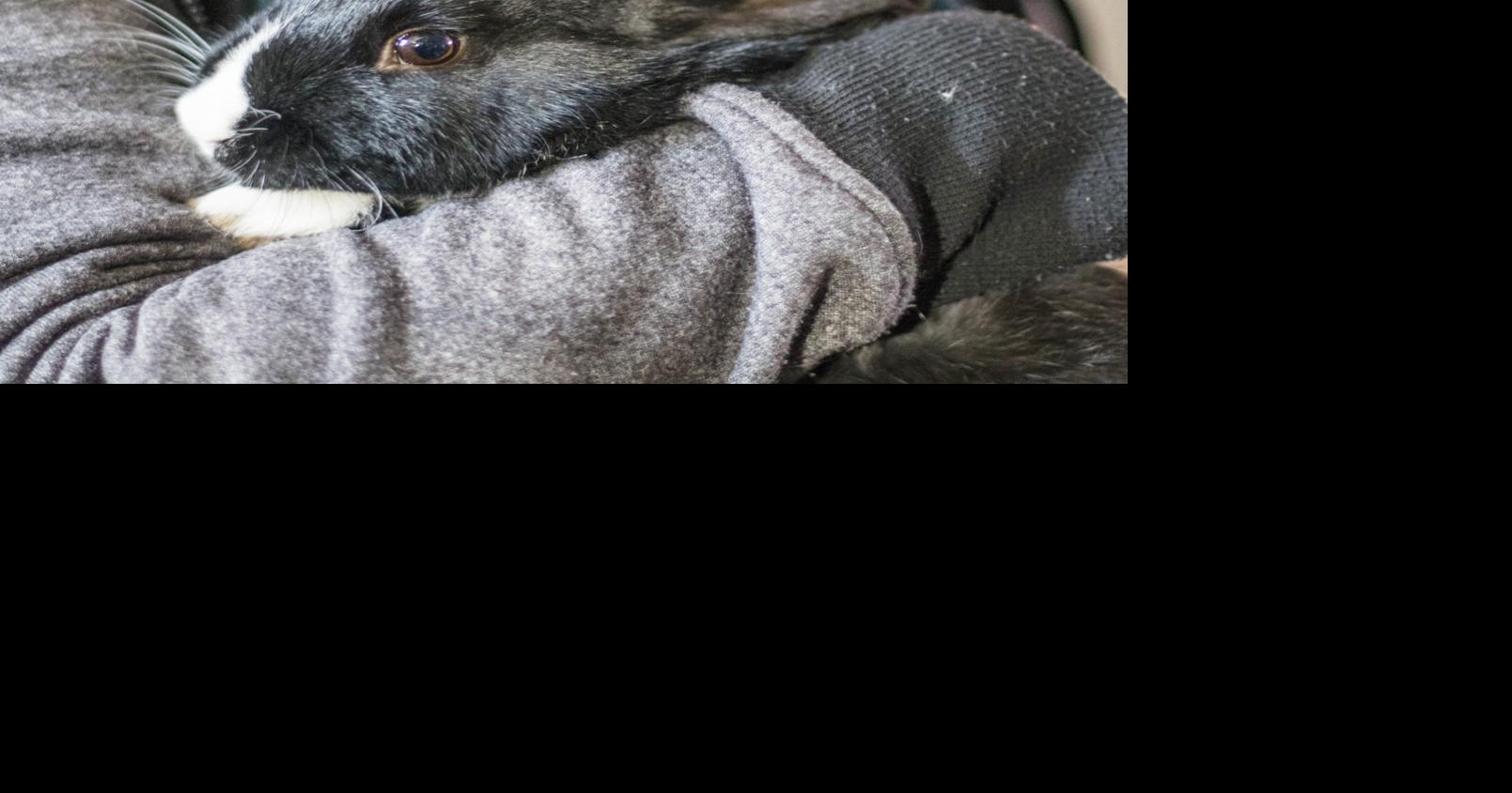 Furry and Feathered Friends: Rescue Rabbits: Saving, fostering and ...