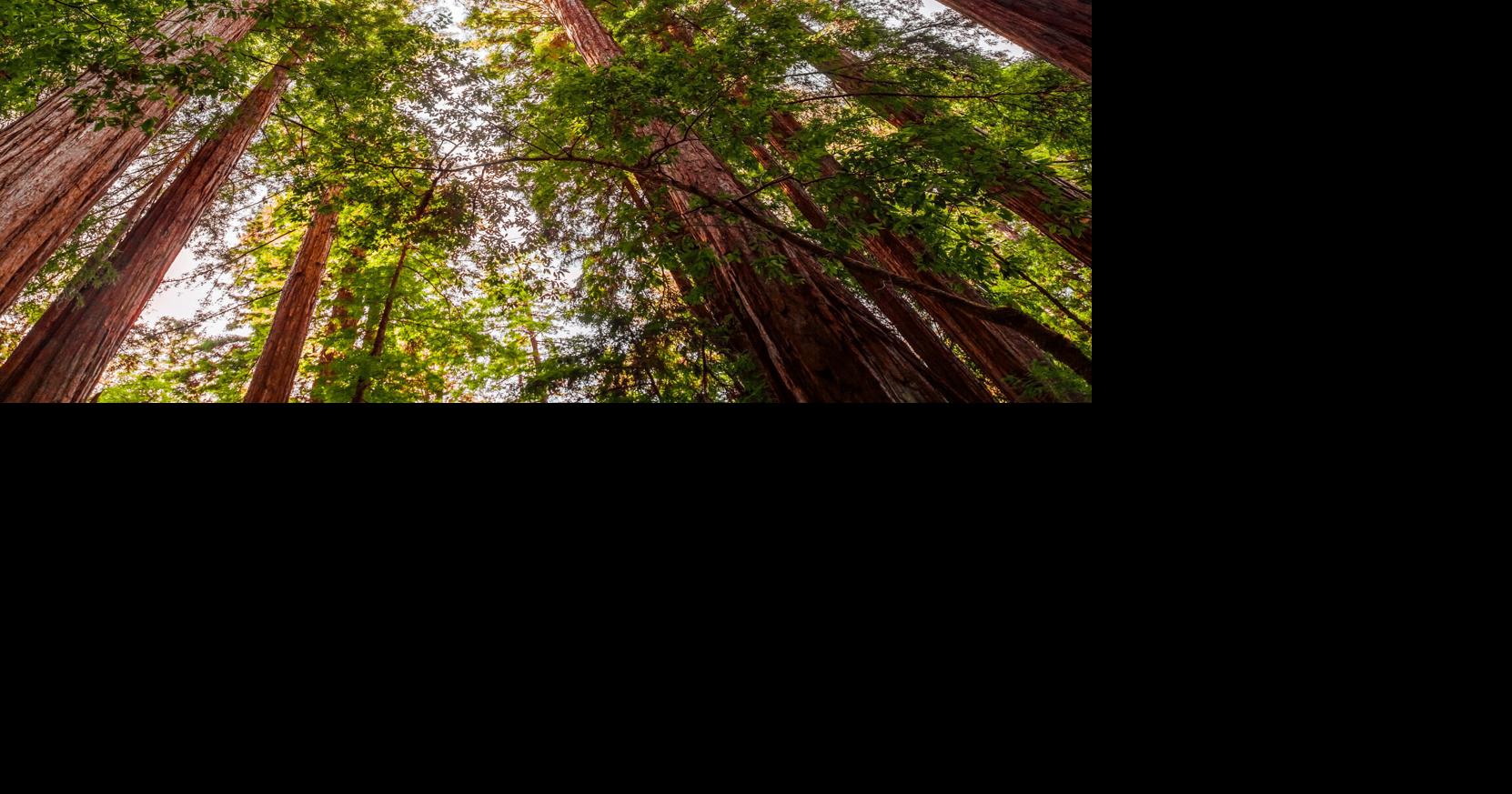 Master Gardeners of Napa County: What trees give back | Home ...