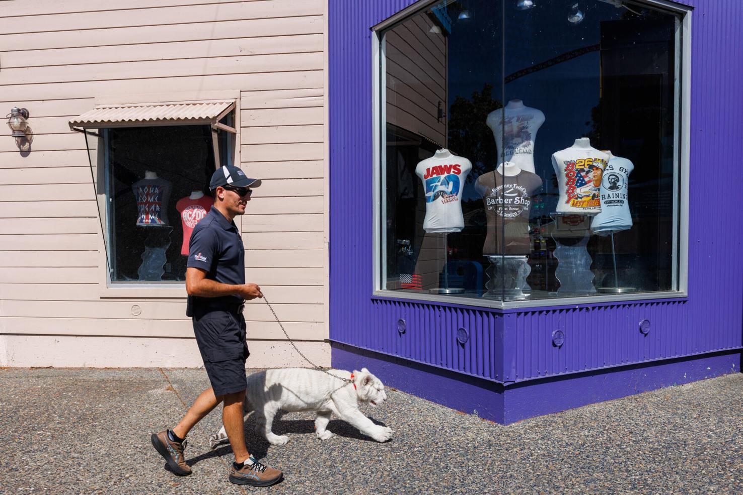 GALLERY: Meet the new tiger cubs at Six Flags Discovery Kingdom Vallejo ...