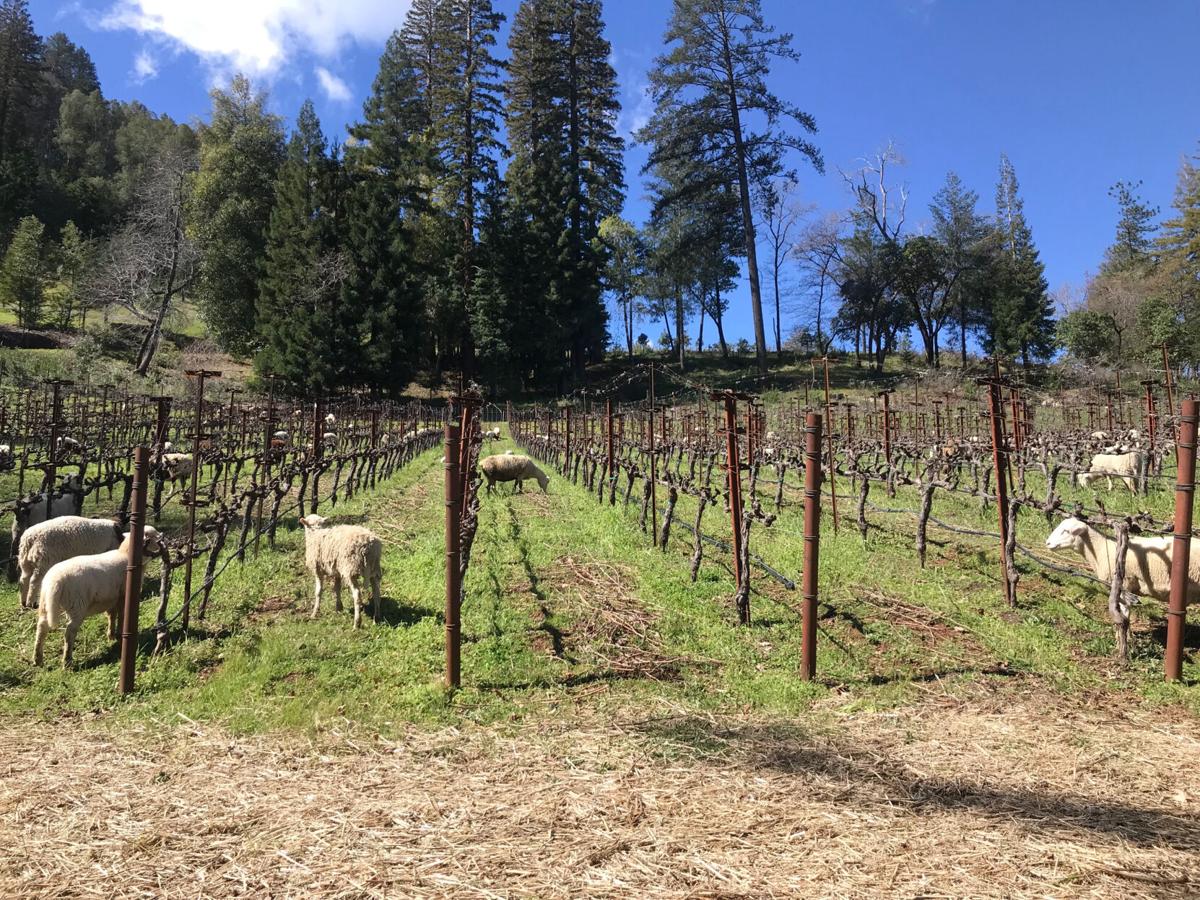 Clif Family takes wholistic approach to sustainability