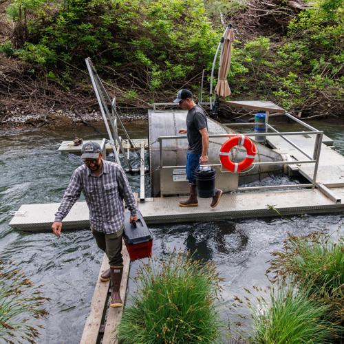 Napa River fish monitored using rotary screw trap | News ...