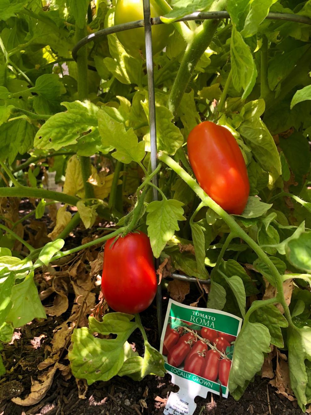 A bonanza of tomatoes -- and what to do with them