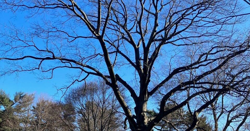 Bill Pramuk, Trees and People: Cheers for the Bronx | Home & Gardening ...