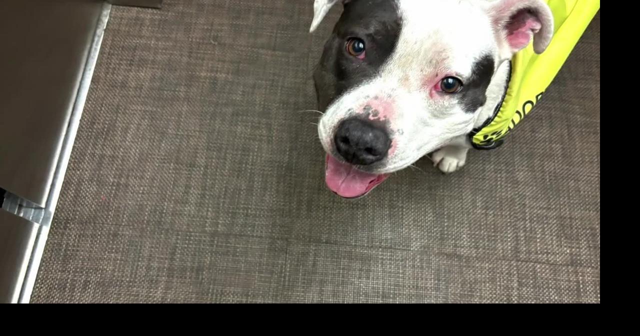 Napa pet off the week- Nova | Video | napavalleyregister.com