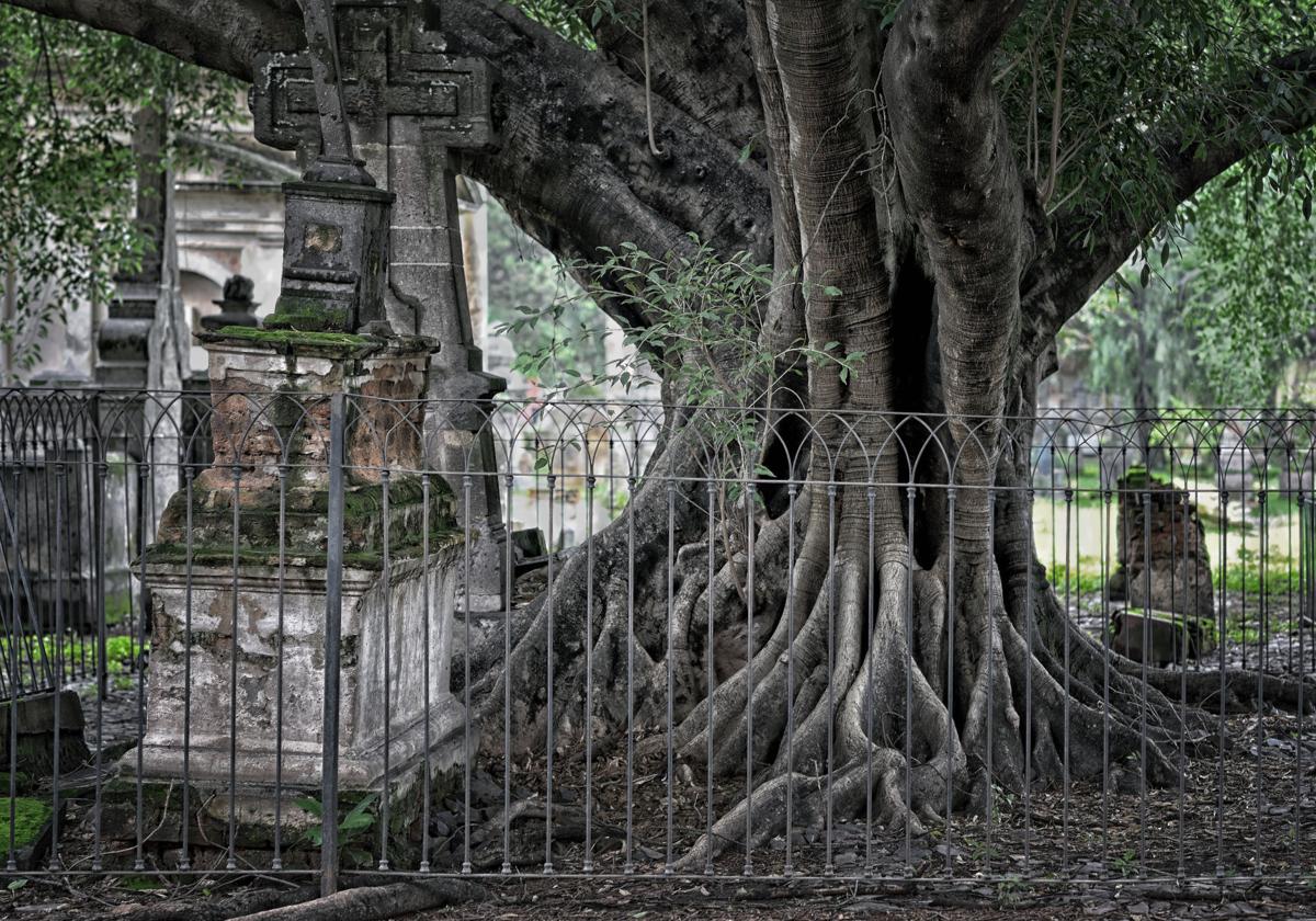 The Vampire Tree of Guadalajara and other Legends of El Panteón de ...